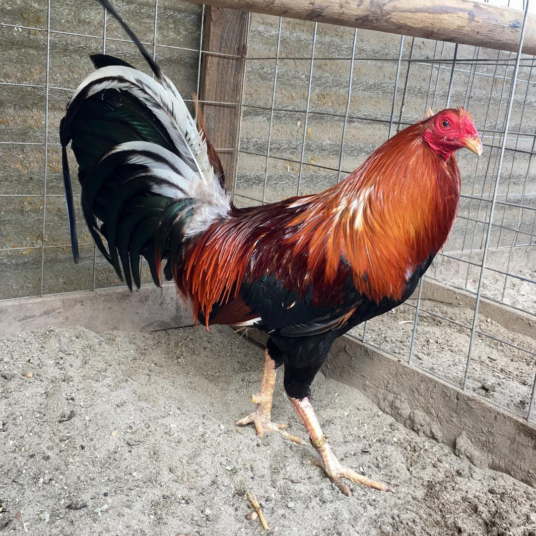 BLACK FEATHER GAME FARM – The best game farm to get your fowls