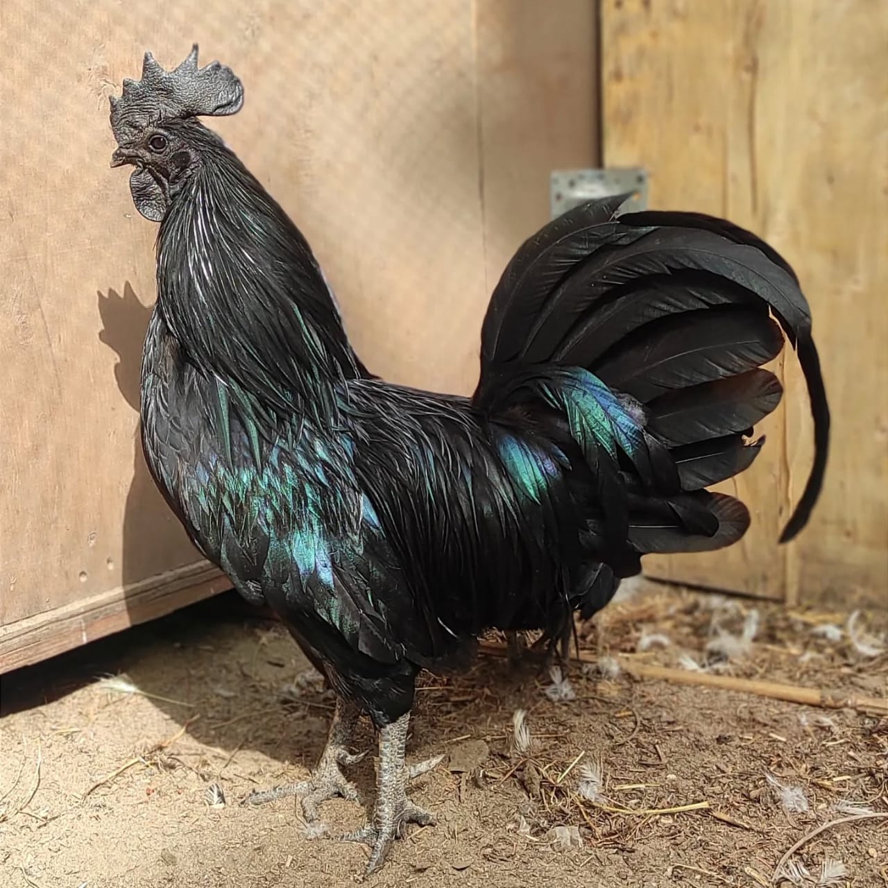 BLACK FEATHER GAME FARM – The best game farm to get your fowls