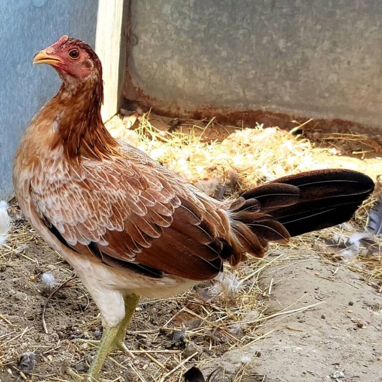 BLACK FEATHER GAME FARM – The best game farm to get your fowls